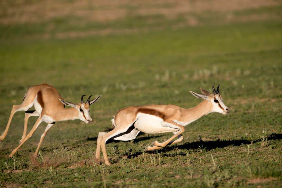 Deer vs Antelope: What Are the Key Differences?