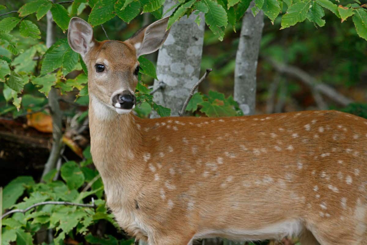 Why Do Baby Deer Have Spots?